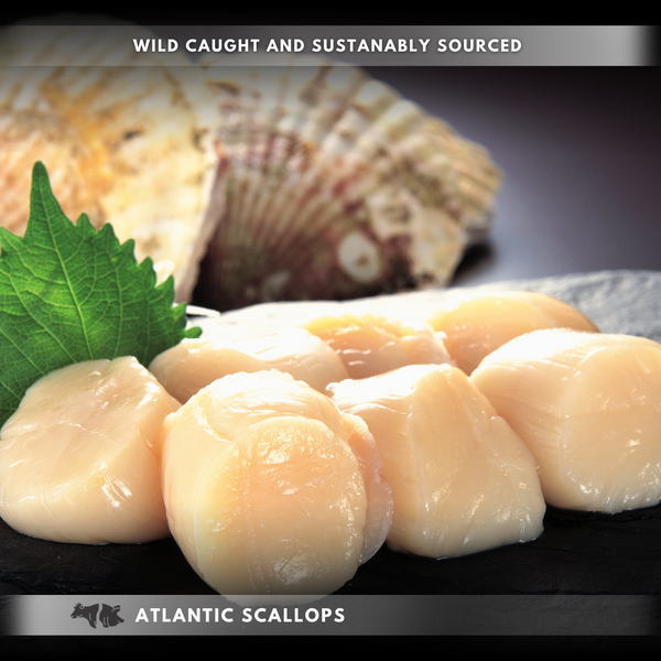 Atlantic Scallops (10/20)